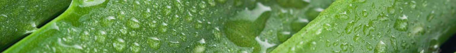 Top 7 Evergreen Dietary Supplement Ingredients - CellLabs