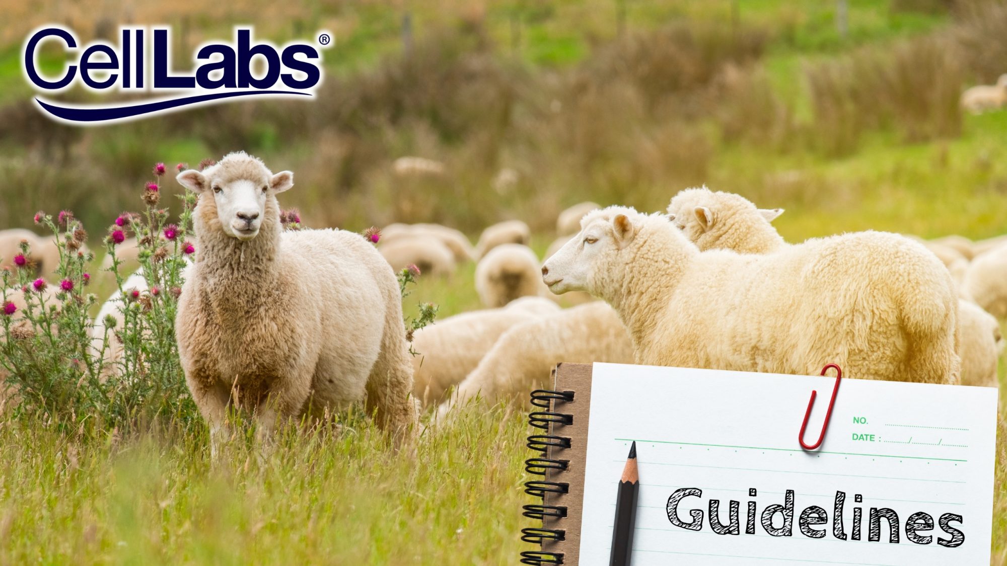 Beginner’s Guide to Sheep Placenta - CellLabs