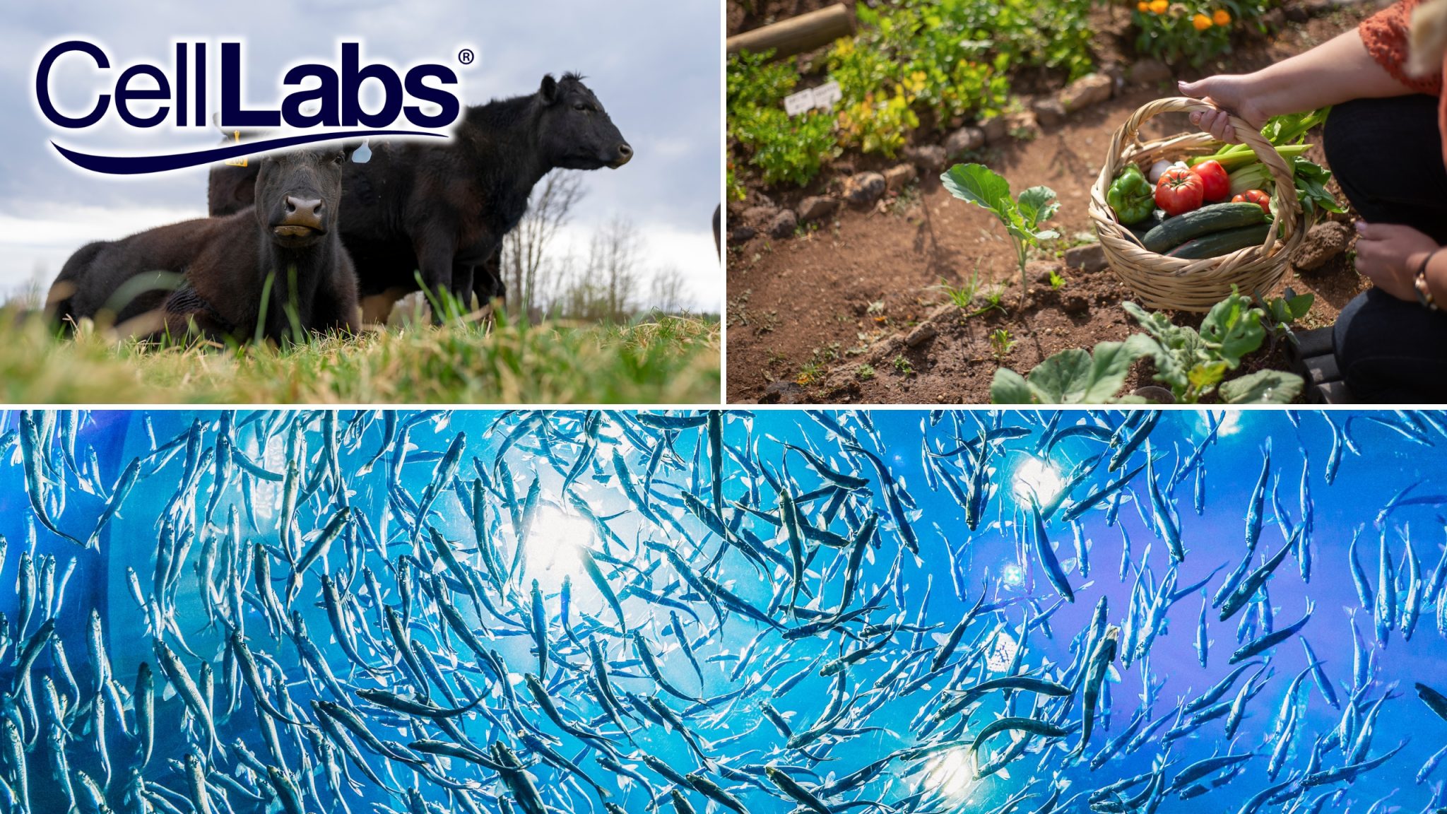 Why You Need Collagen - CellLabs