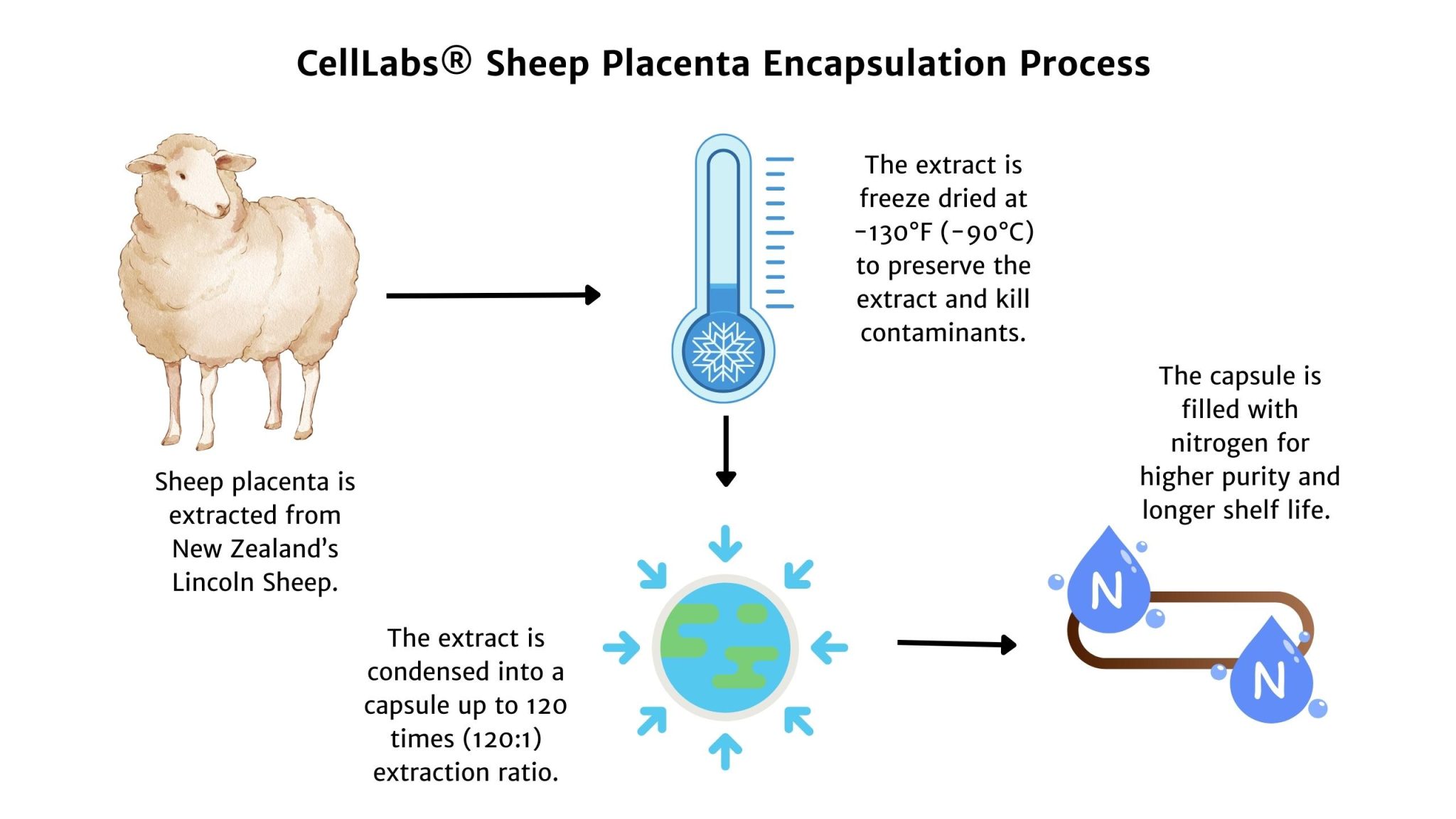 Sheep Placenta: Side Effects and Misconceptions - CellLabs